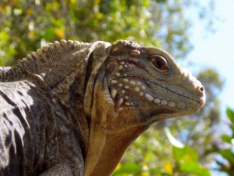 Cuba's National Parks and UNESCO Biosphere Reserves - Travels with Talek