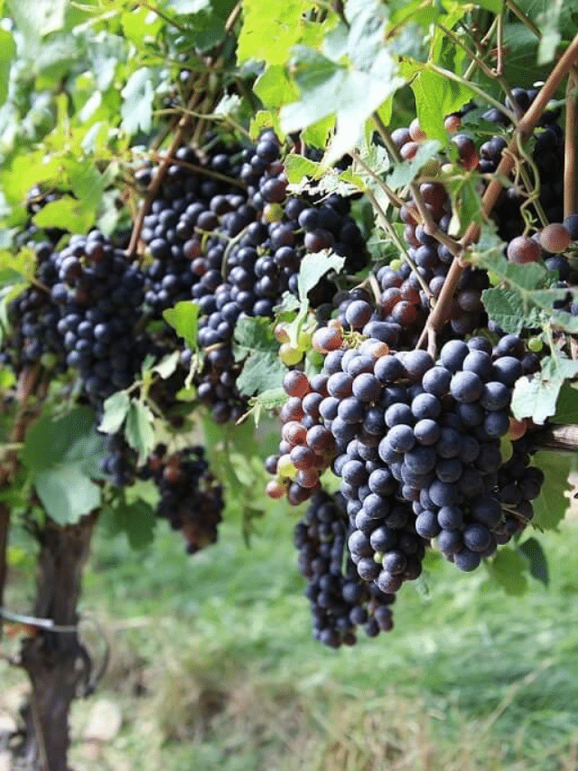 THREE DAYS IN THE MENDOZA WINE REGION (ARGENTINA) STORY - Travels with ...