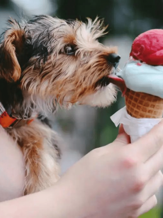 22 GOURMET ICE CREAM SHOPS THAT YOU MUST TRY STORY - Travels with Talek