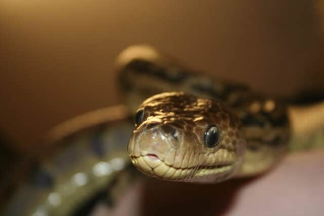 Native Animals of Cuba - Travels with Talek