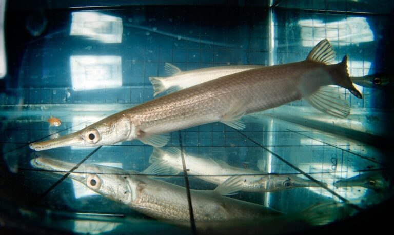 Native Animals of Cuba - Travels with Talek