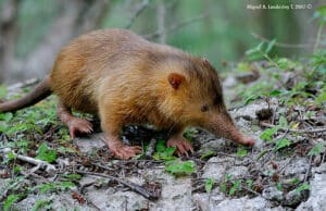 Native Animals of Cuba - Travels with Talek