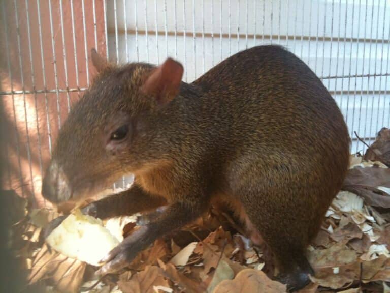 Native Animals of Cuba - Travels with Talek