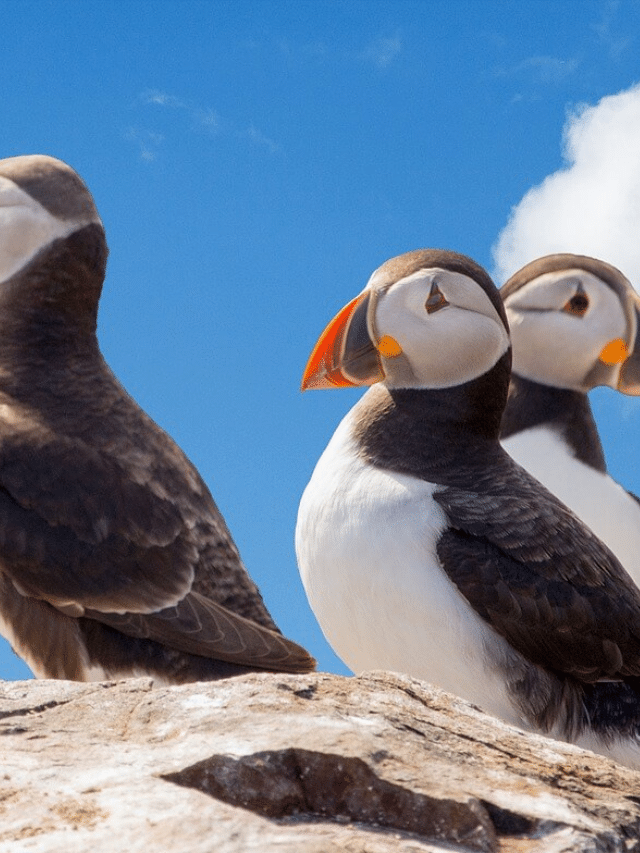 15 TRAVEL TIPS FOR ICELAND TO KNOW BEFORE YOU GO STORY - Travels with Talek