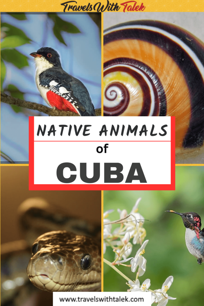 Native Animals of Cuba - Travels with Talek